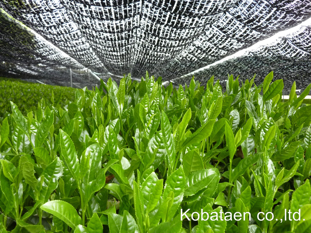 Japanese green tea -Gyokuro- Powder stick 1.5g X3 Made in Uji Kyoto ...